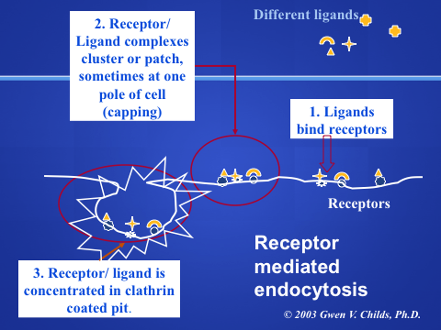 Receptor Mediated Endocytosis Diagram