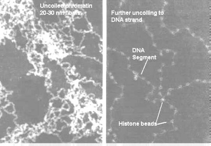 The Cell Nucleus Organization | Celebrate Cytochemistry | Gwen V ...