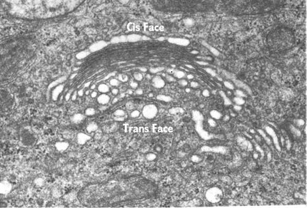 The Golgi Complex | Celebrate Cytochemistry | Gwen V. Childs, Ph.D.