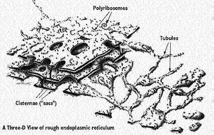 Rough Endoplasmic Reticulum | Celebrate Cytochemistry | Gwen V. Childs ...